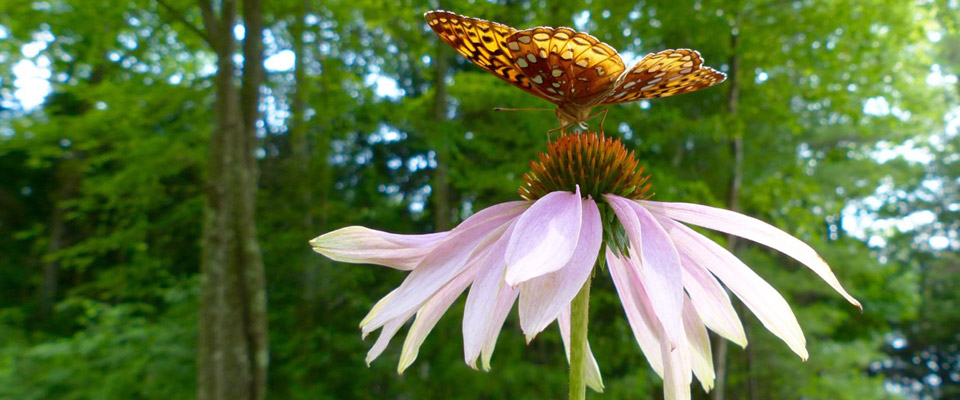 About Dr. Trish | Trish Whynot, D.C.Ed.